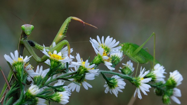 Paisaje con insectos | Revista de Letras